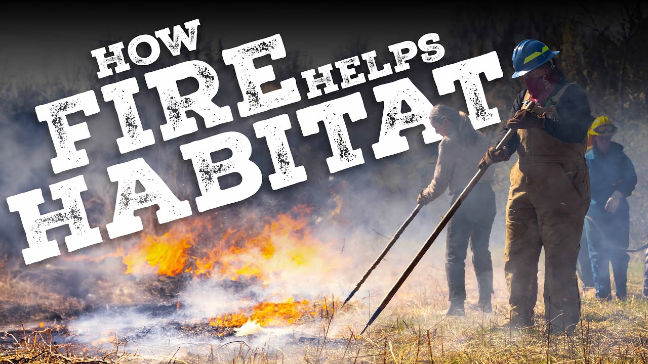 Prescribed Fires | How Fire Helps Wildlife Habitat - YouTube