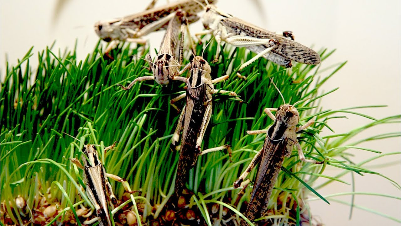 Locust And Ants Find Food in The Grass #Insects VD - YouTube