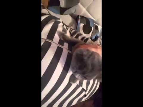 Zeus показывет киску (Zeus periscope)