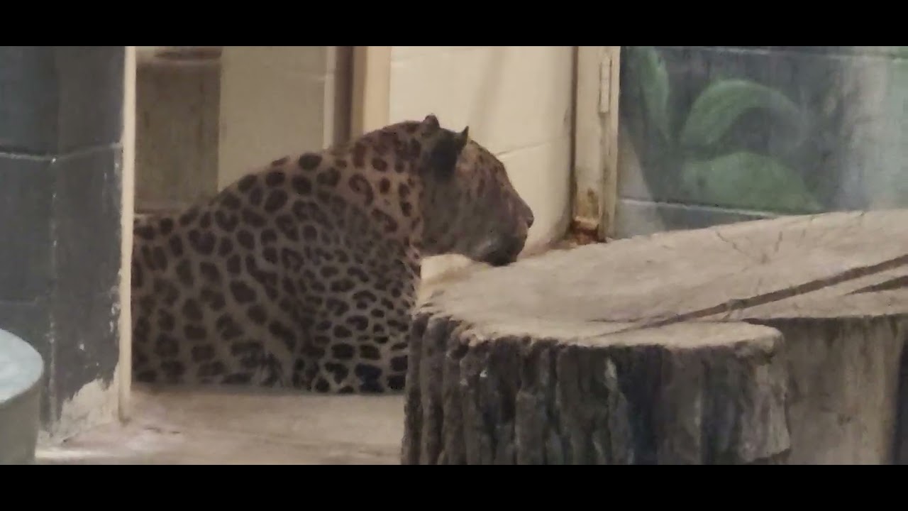 Columbus Zoo: Leopard 🐆 (indoor viewing) - YouTube