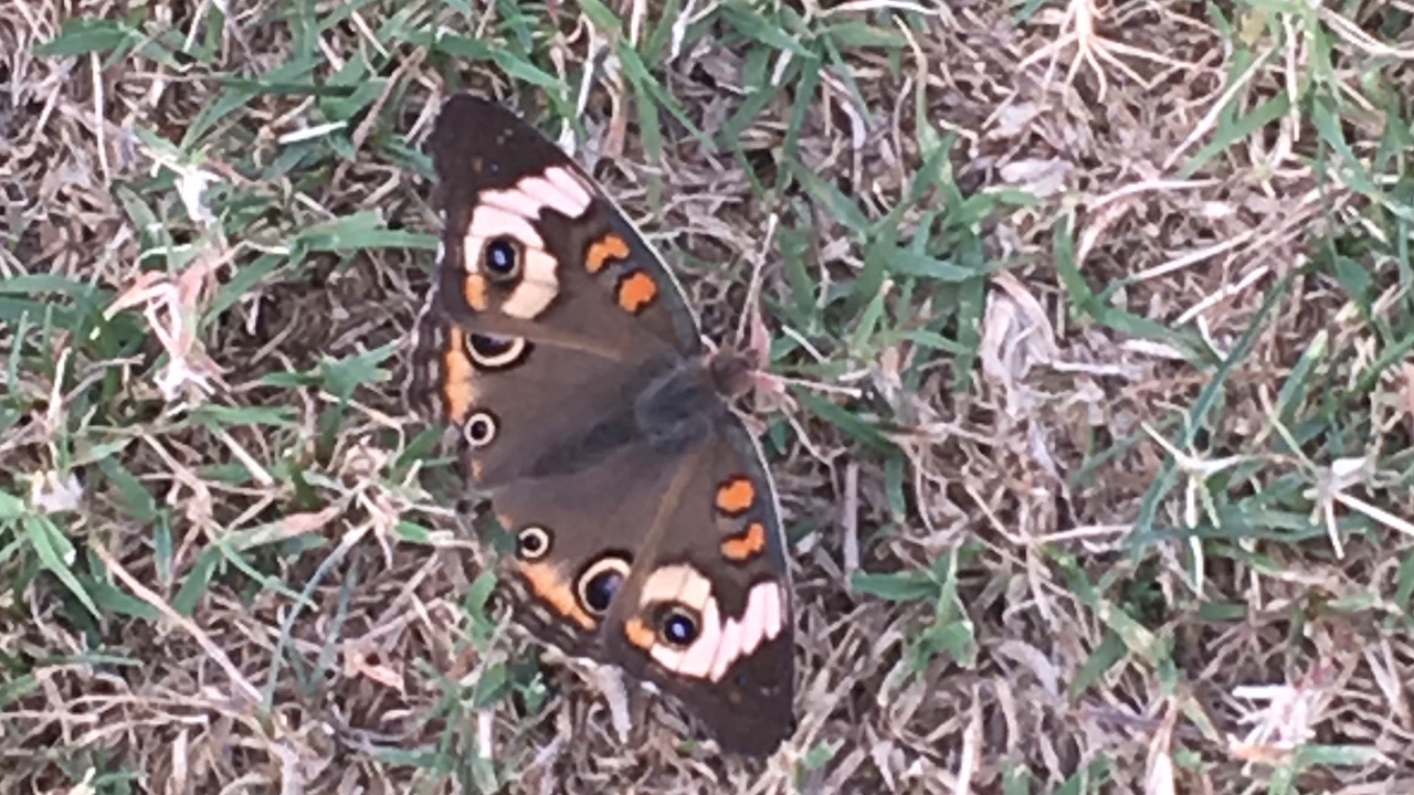 Hundreds of Butterflies - 004 - YouTube