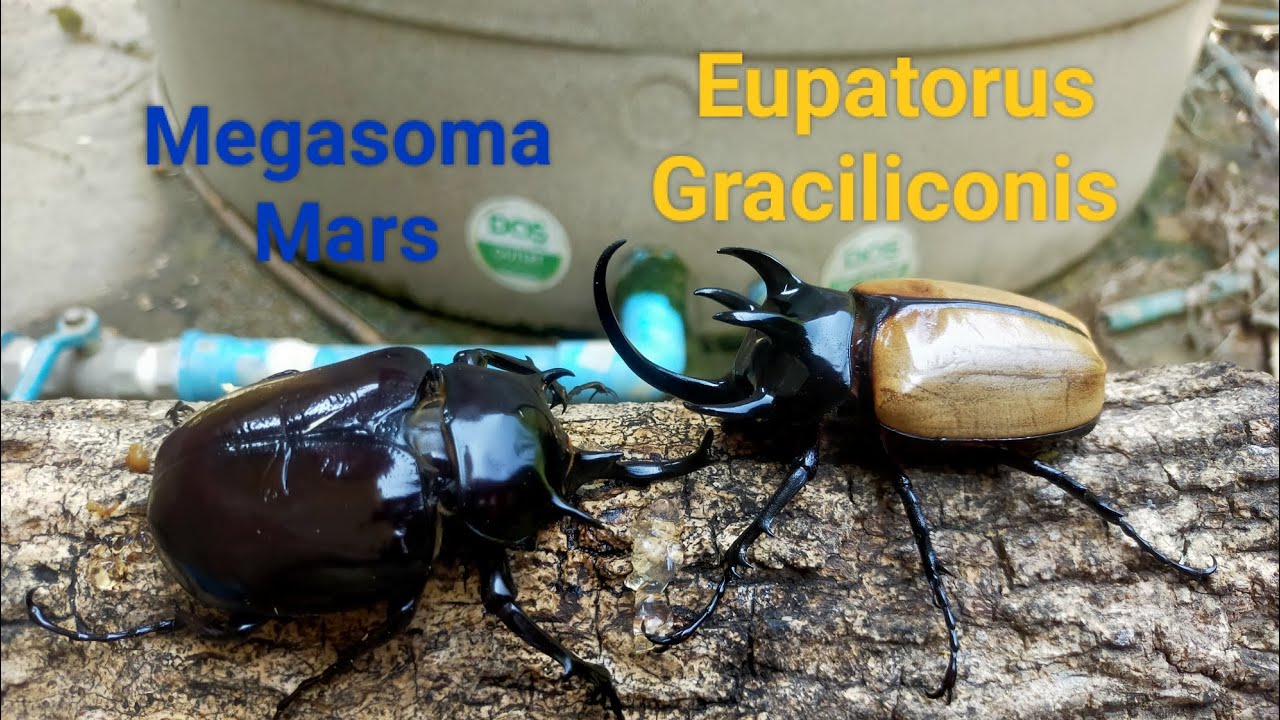 EP.28 Megasoma Mars vs Eupatorus Graciliconis. Rhinocerosbeetle's ...