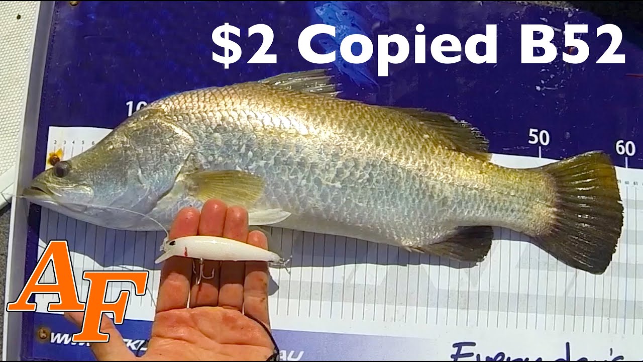 Barramundi on copied B52 or Gold Bomber lures Andysfishing Andy's ...