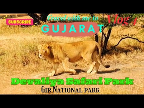 Devalia Safari Park Sasan Gir l Bus Safari l Gir Lion National Park ...