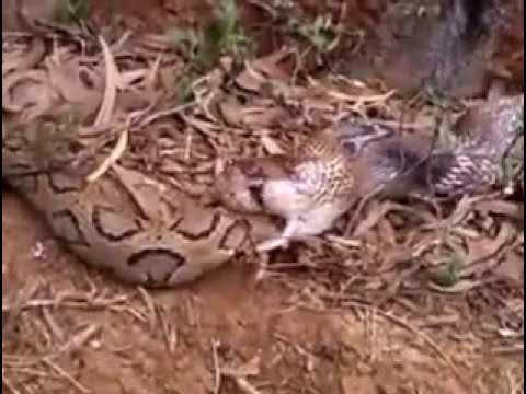 king cobra eats python rare video - YouTube
