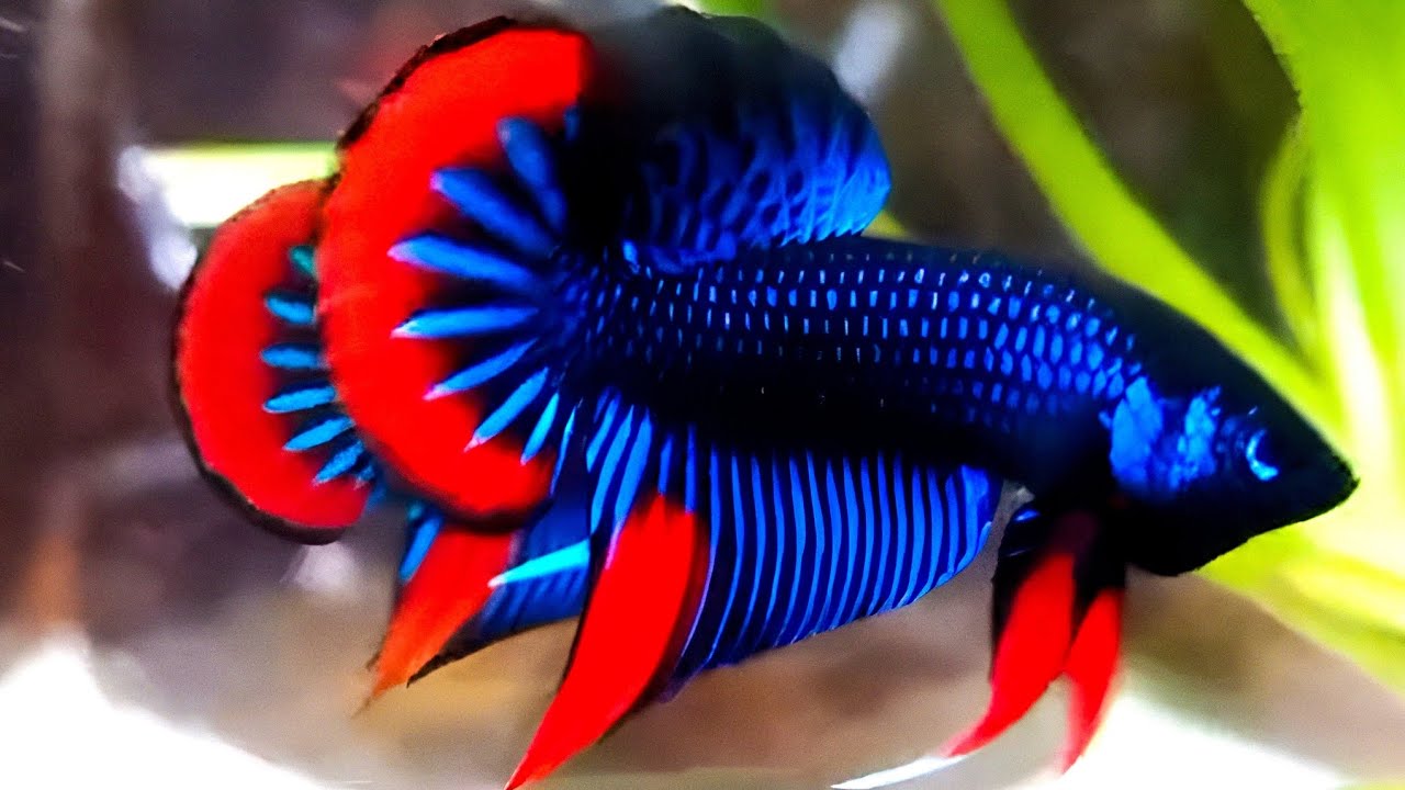 beautiful fish video | cute aquarium fish - YouTube