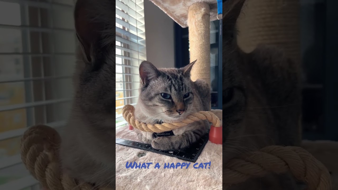 What a happy cat! - YouTube