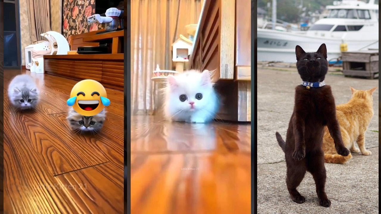 Funny Cats 2025 🐱 #funny 🐈‍⬛ #HappyCats Ep 3415 - YouTube