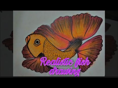 How to draw realistic fish || Realistic colourfull fish drawing ...