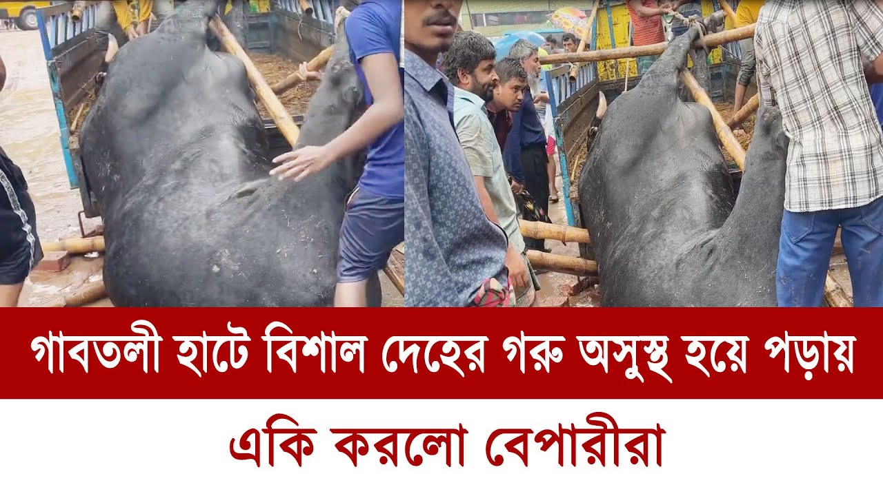 গাবতলী হাটে বিশাল দেহের গরু অসুস্থ হয়ে পড়ায় একি করলেন বেপারীরা ...