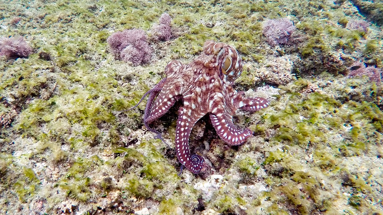 Octopus on White Sand Beach - YouTube