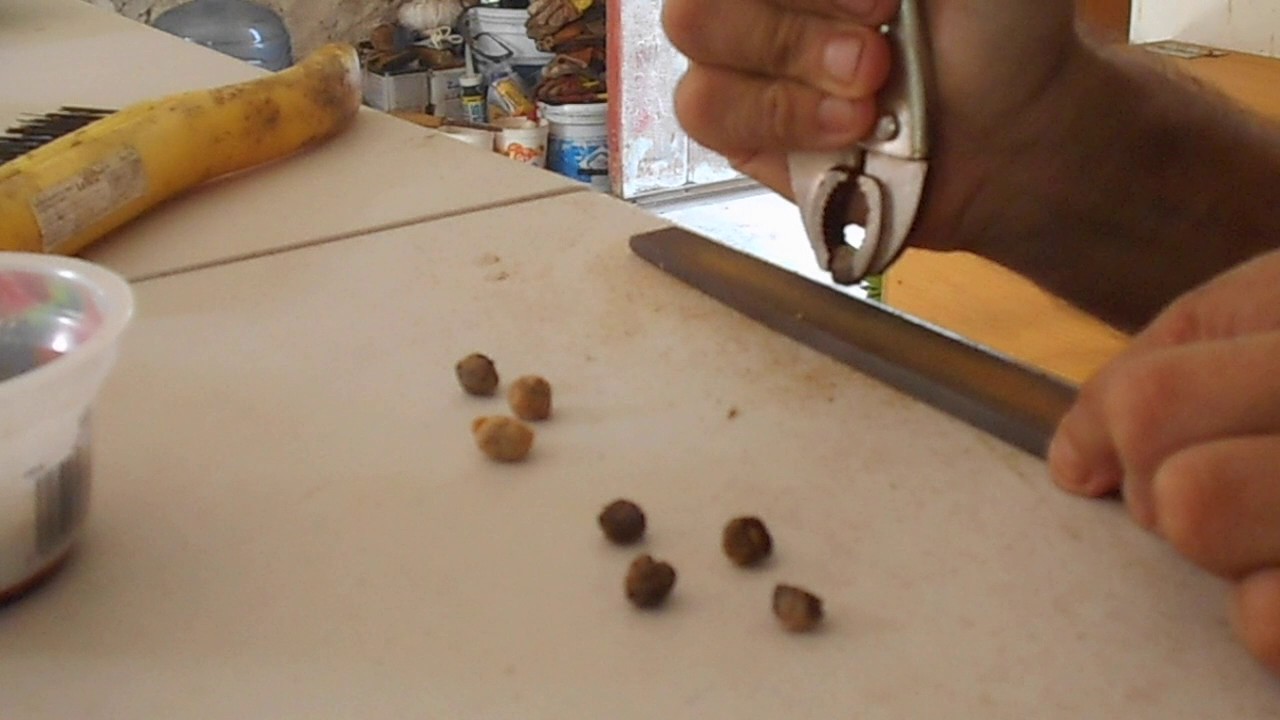 Seed Cleaning - scarification of Nance seed - YouTube