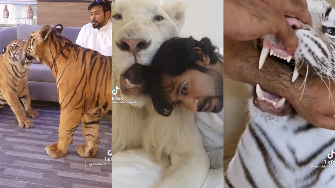 TikTok Dubai Humaid Albuqaish With His Pets Video - YouTube