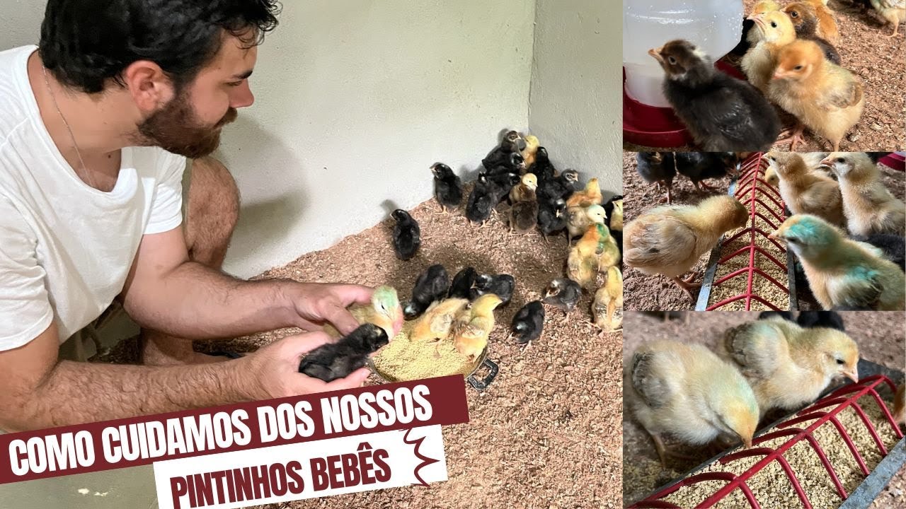 COMO CUIDAR DE 50 PINTINHOS BEBÊS: Como Alimentamos as Galinhas e ...