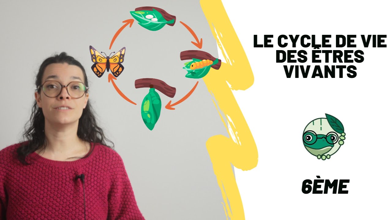 Le cycle de vie des êtres vivants - 6ème - Madame SVT - YouTube