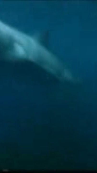 Duelo animal Cocodrilo de agua salada vs Gran tiburon blanco Intro - YouTube