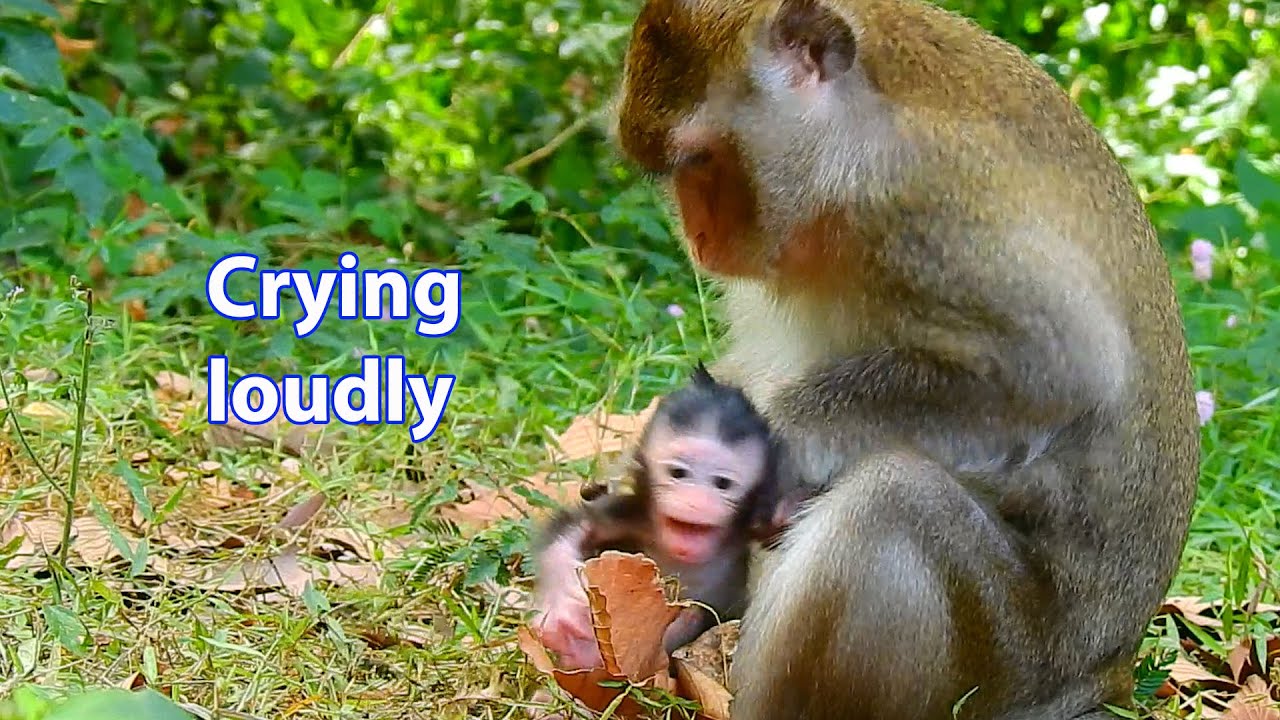 Miserable life baby Anissa, Bad mom Anna mistreated her baby crying ...