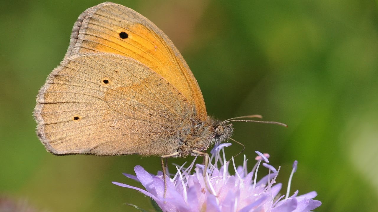 9 Awesome Native Animals You Can See in Serbia - YouTube