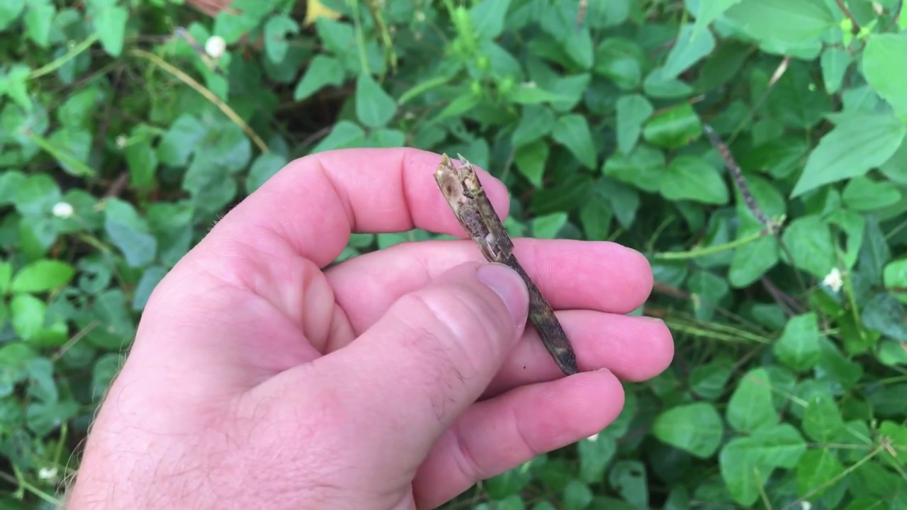Amberique Bean (Trailing Wild Bean) - YouTube