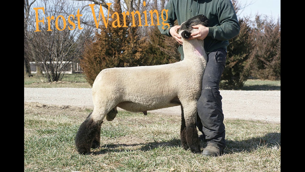 premier bred ewe lot 49 - YouTube