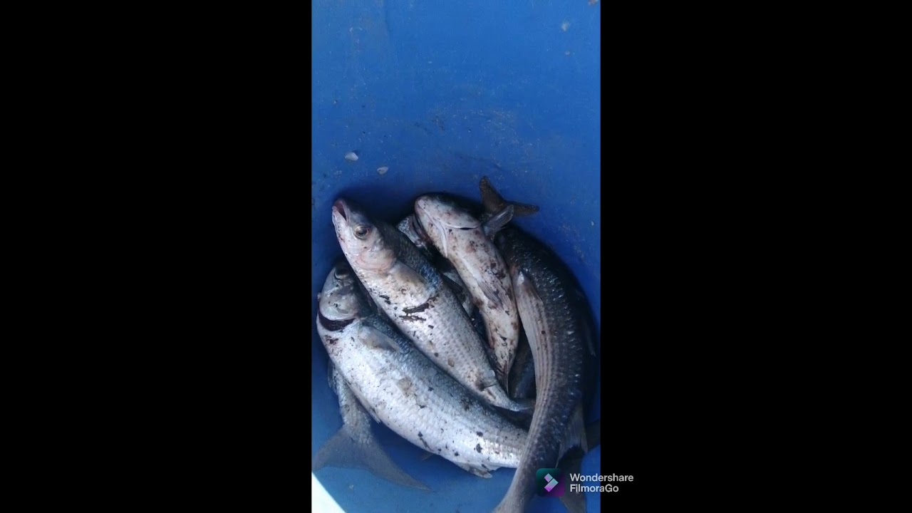 PESCA CON CHINCHORRO (TRASMALLO) - YouTube