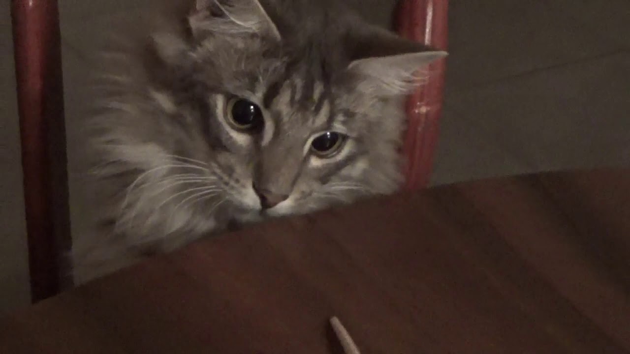 Video of cat (required to watch) bottom text. - YouTube