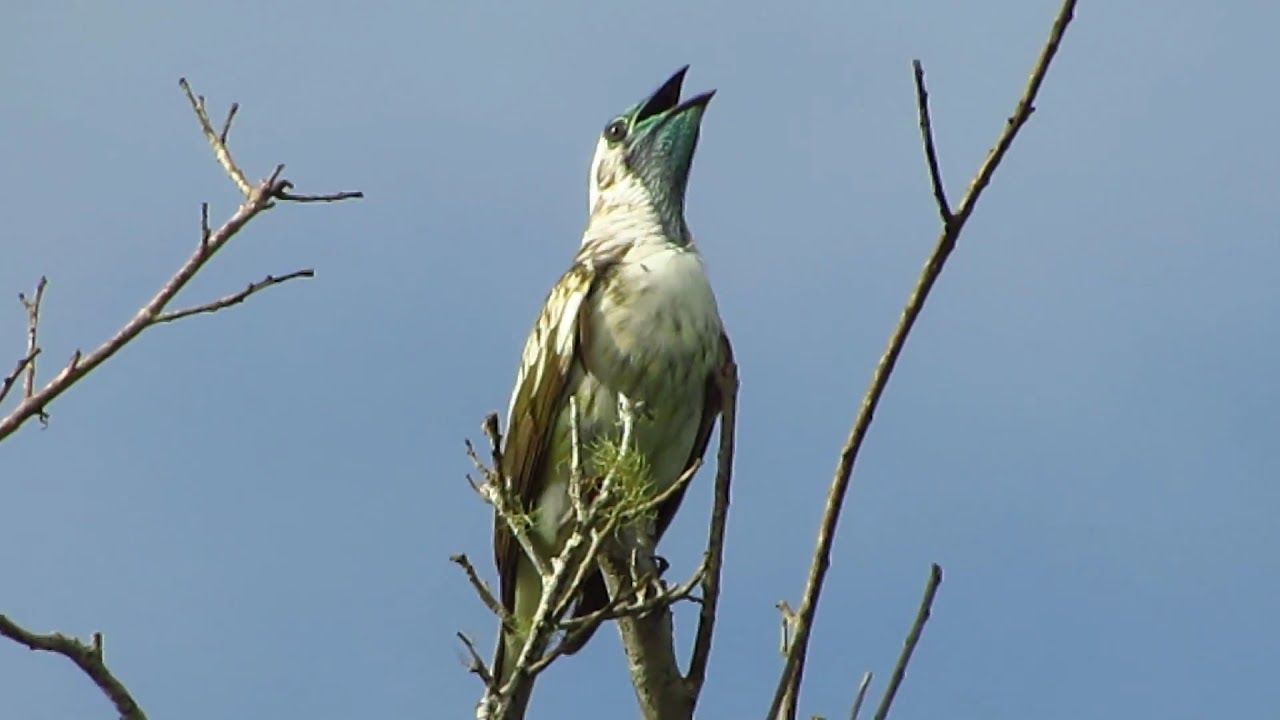 Procnias nudicollis :: Araponga :: Bare-throated Bellbird - YouTube