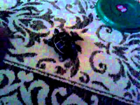 Fun with turtles - YouTube