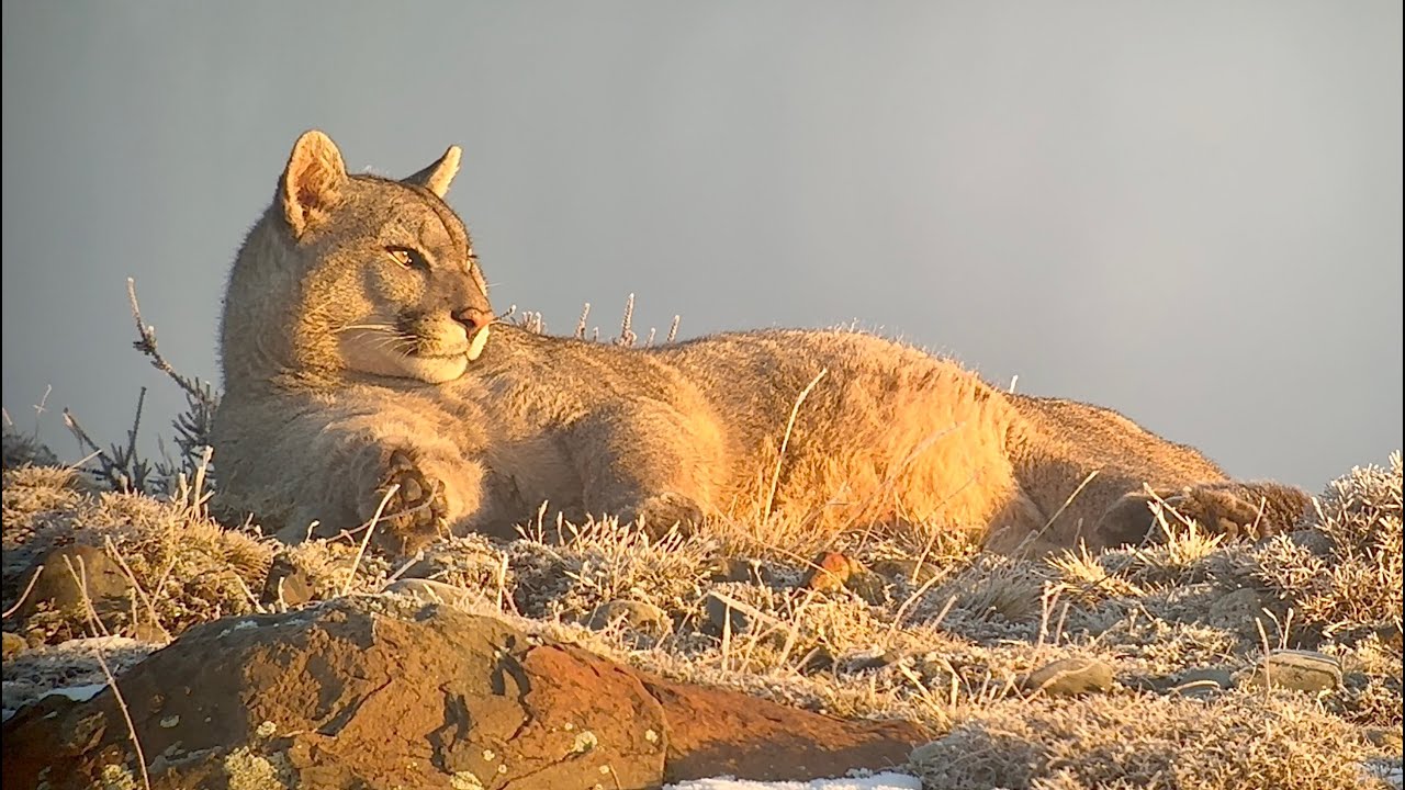 Pumas and Other Wildlife of Torres del Paine National Park, Patagonia ...
