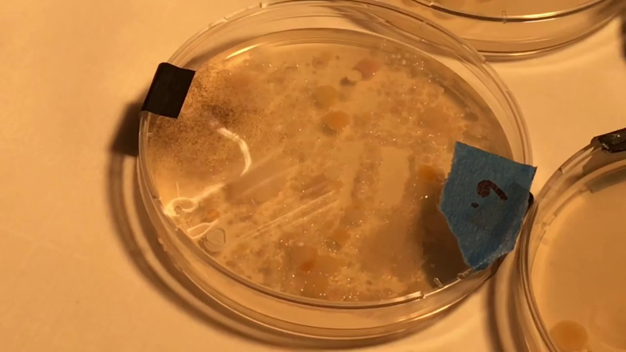 Growing Grossness 6 Days Later - YouTube