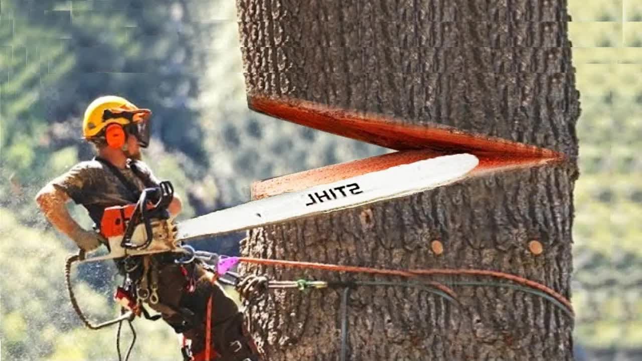 Expert Tree Felling with a Chainsaw - YouTube