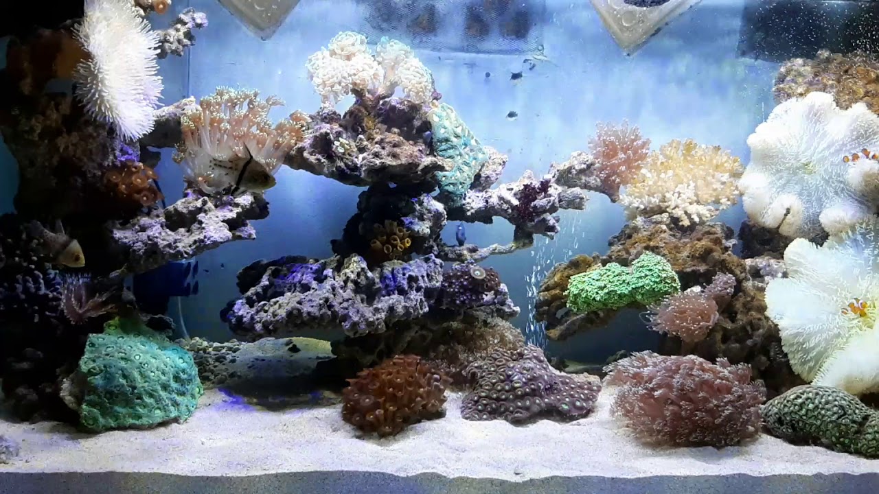 AQUARIUM laut sederhana dan sehat 120 cm pemula - YouTube