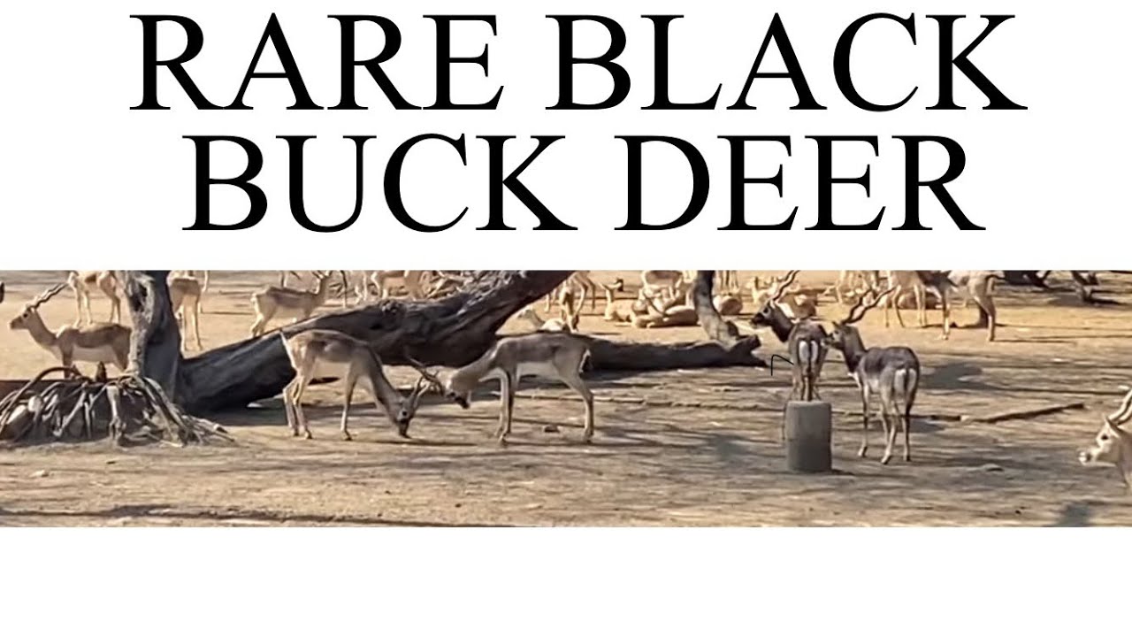 Most watched! Video. Rare Black Buck Deer-Subscribe🔔Support👍 LOVE ...