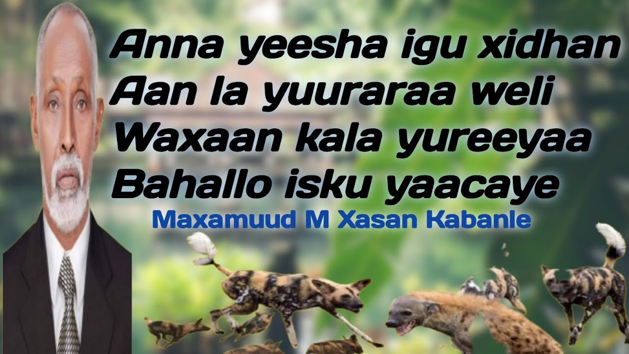 kabanle | maxamuud m xasan kabanle anna yeesha igu xiran aan | maxamed ...