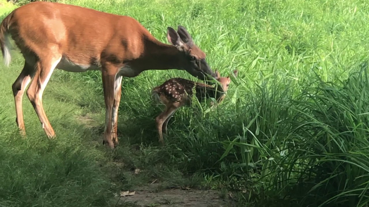 Fawn Facts - YouTube