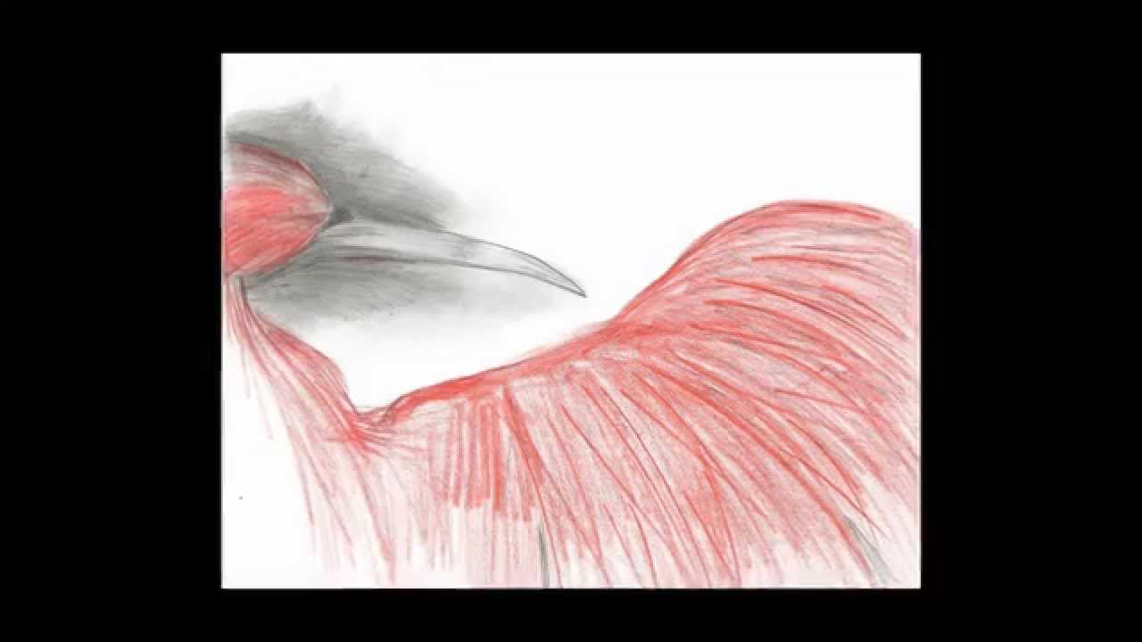 The Scarlet Ibis by James Hurst - Audio Book - YouTube