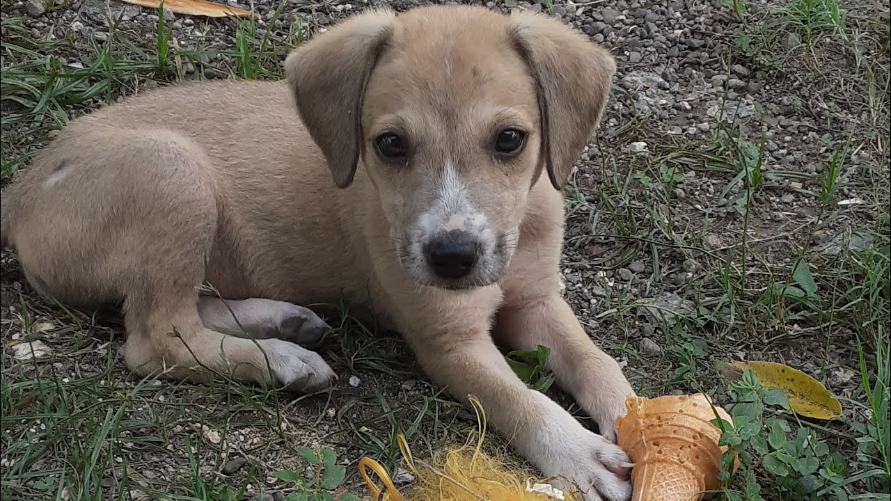 Adopted Puppy Loves The Homestead! | Rescued Pup Life - YouTube