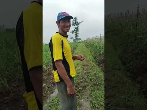 petani milenial juragan tomat