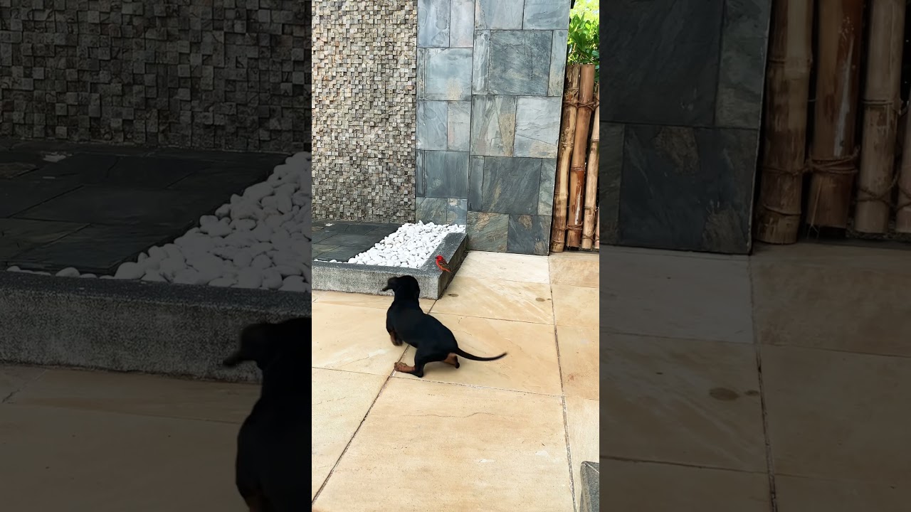 Coolest a little Red Cardinal bird ever in Mauritius #Nature of ...