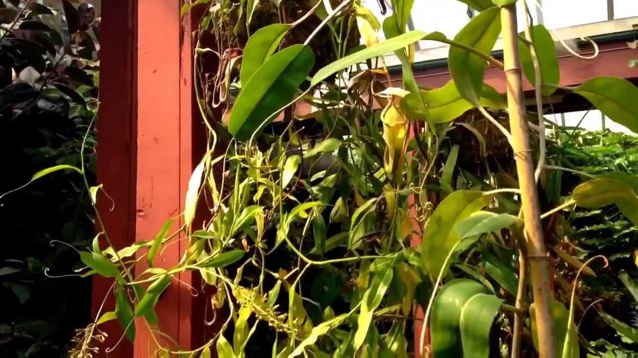 Large Greenhouse with Nepenthes Tropical Carnivorous Pitcher Plants ...