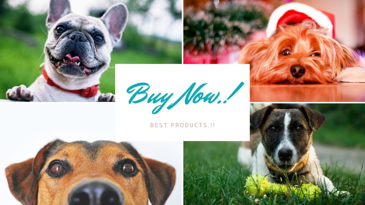 7 Cool #Dog_Accessories 2019 & #Dog_Gadgets You Must Have | www ...