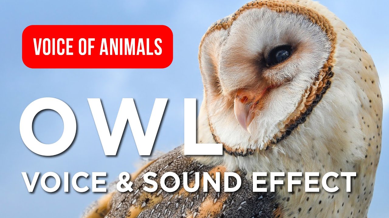 Owl Bird, owl hooting Sound effect and voice for Kids - YouTube