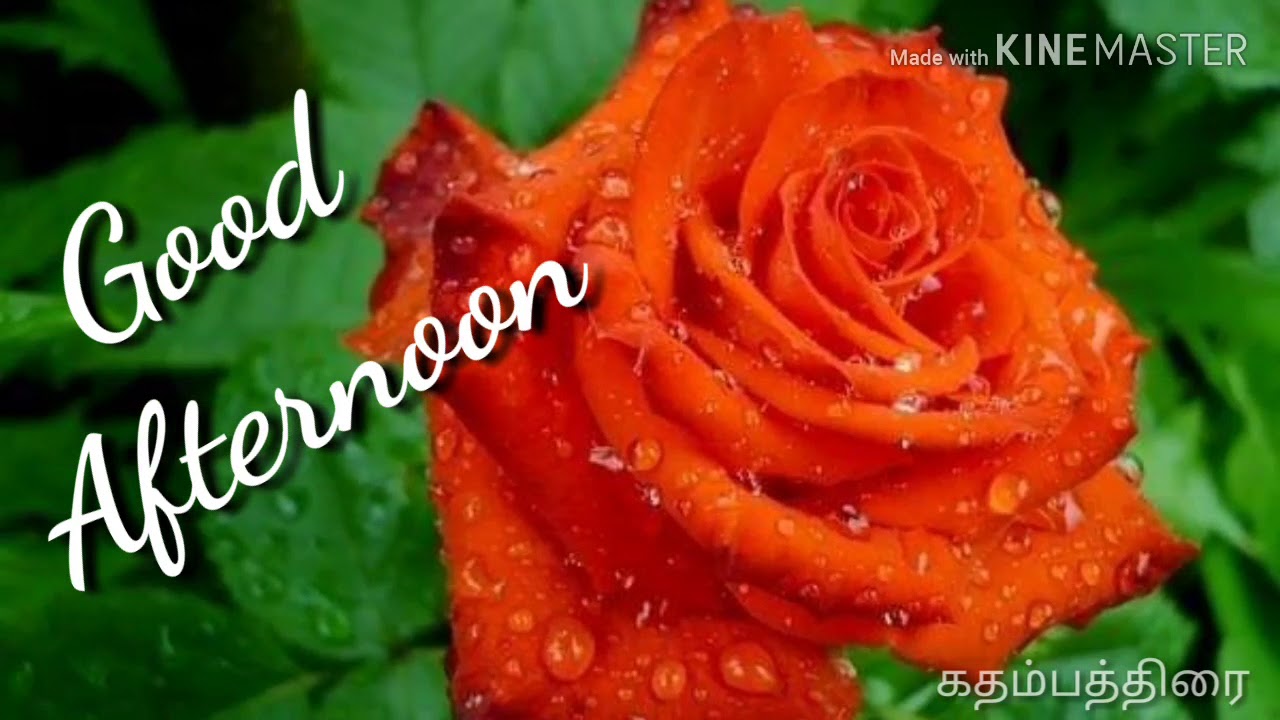 Good Afternoon Whatsapp Status video Hd roses - YouTube