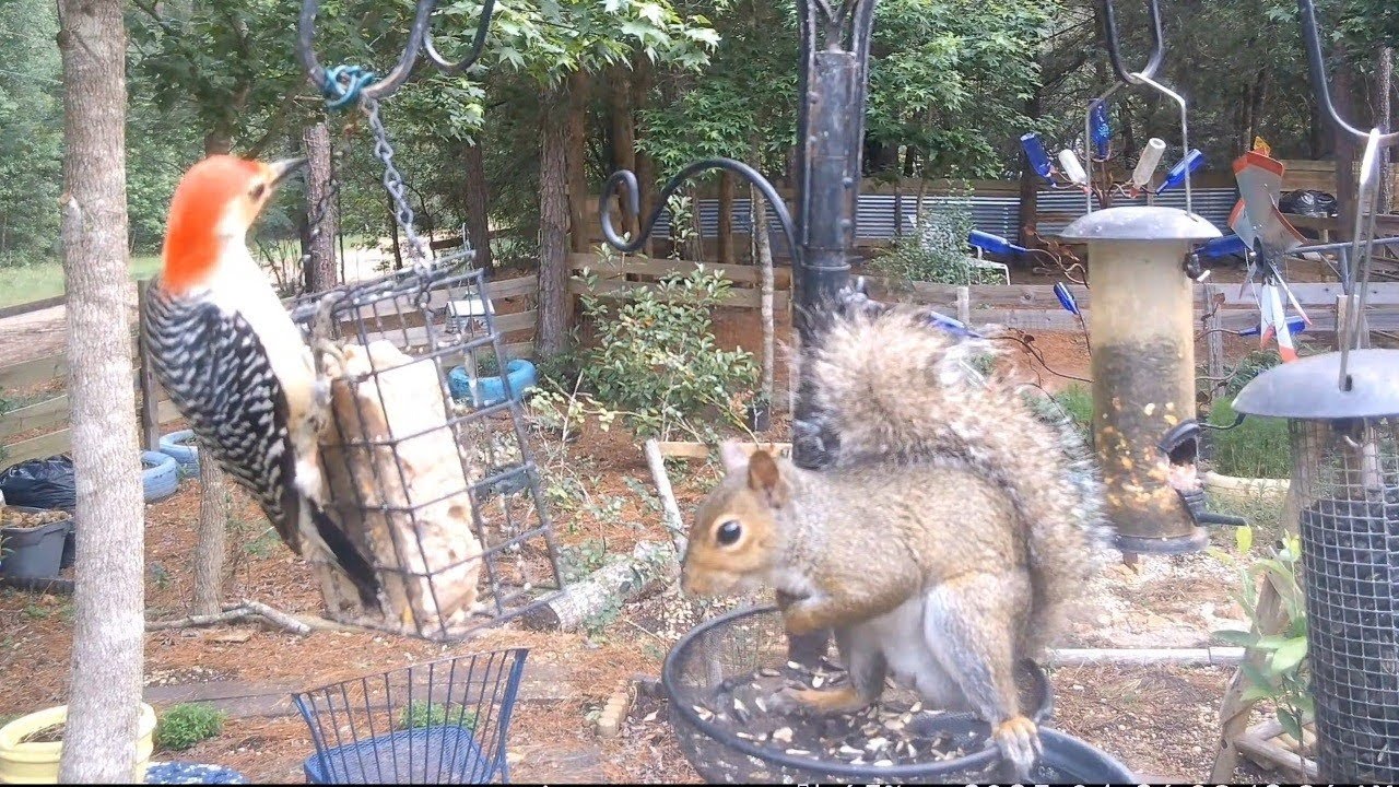 Red-bellied Woodpecker | Squirrel | Blue Jay - YouTube
