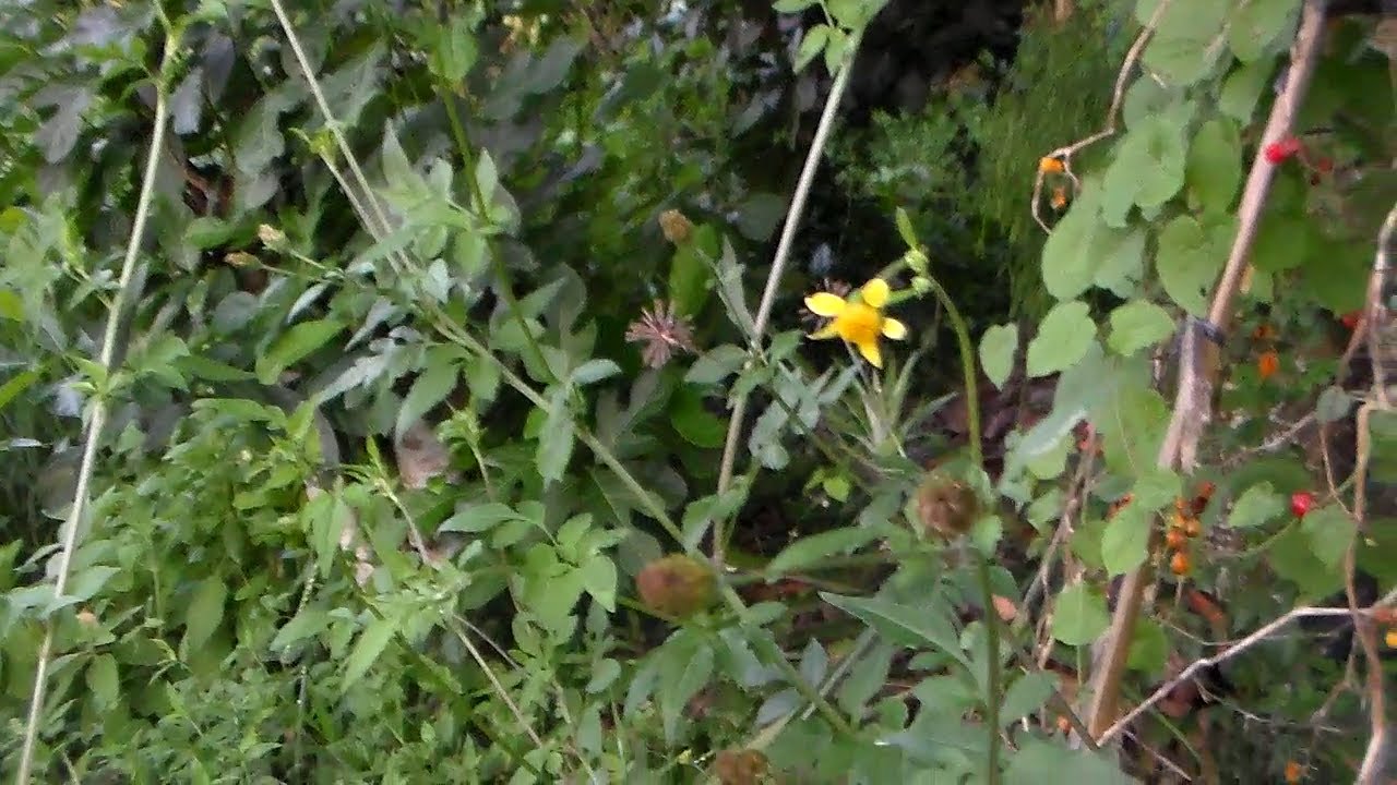 como usar a planta picão ou carrapicho e suas propriedades medicinais ...
