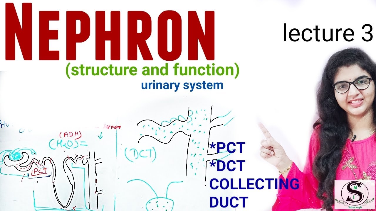 L3, Nephron structure and function, Human Excertory system, Urine ...