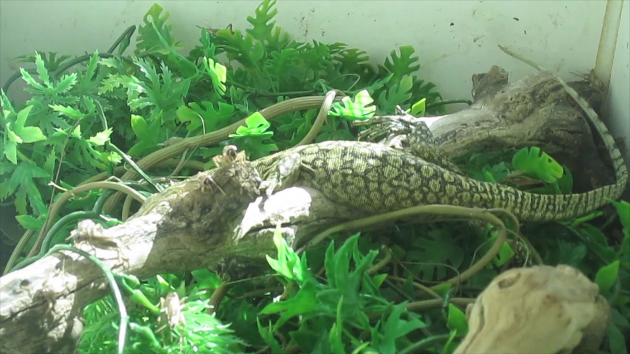 Zoo Creatures Visit - YouTube