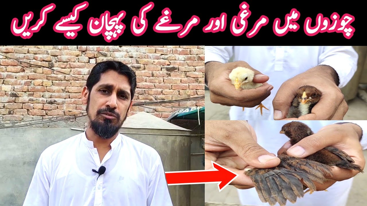 How to Identify Female Or Male Chicks by MBS Vlogers. - YouTube