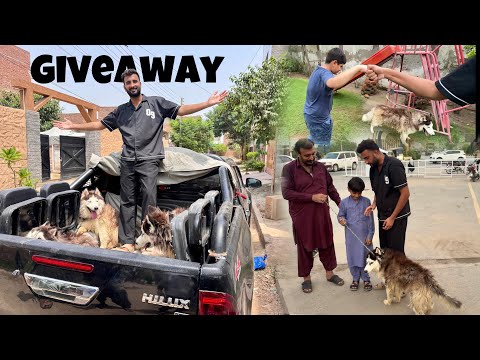 Finally Dogs Giveaway Hogea Hai😍Sb Winners K Ghr ja K Dogs De Aiy❤️