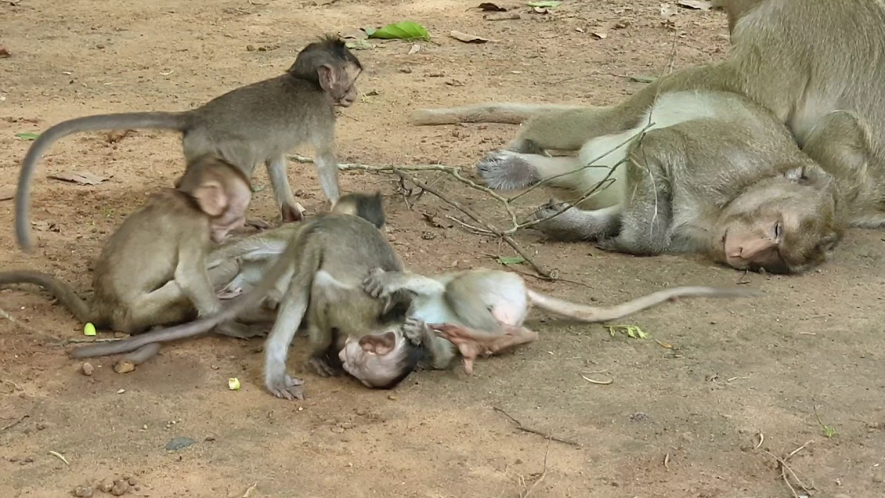 How happily they are? Monkeys are always happy and play funny with ...